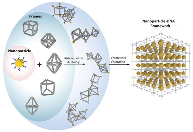 Structures of DNA Organize Nanoparticle Self-Assembly